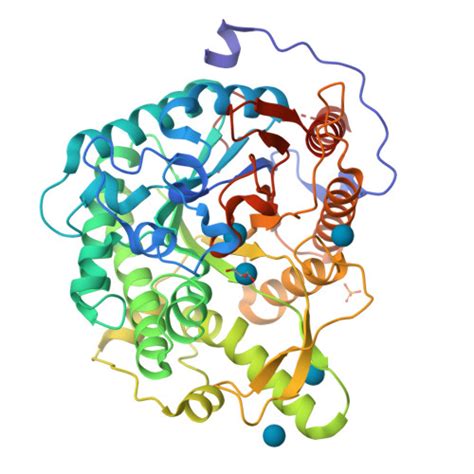 Rcsb Pdb 9j44 Crystal Structure Of Glucose Bound Gh1 Beta