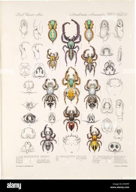 Arachnida Araneidea Vol 2 Table 26 Is Likely An Illustration Or