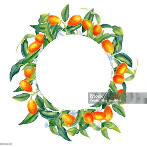 쿰콰트 둥근 화환 프레임 카드와 초대장을위한 오렌지 감귤류의 수채화 그림 손으로 그린 밝은 여름 열대 나무 디자인 감귤류 과일에 대한 스톡 벡터 아트 및 기타 이미지