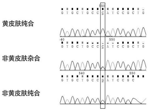 一种鉴别肉鸡黄皮肤性状的SNP分子标记及其在检测鸡黄色皮肤性状上的应用