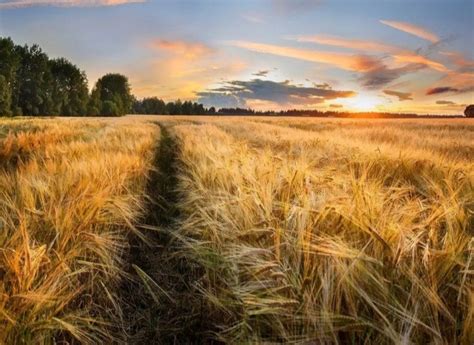 Создать мем красивое поле пшеницы поле русское поле рожь поле Картинки Meme