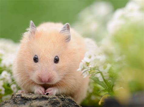 Hamster Kaufen Was Sie Vorher Wissen Sollten