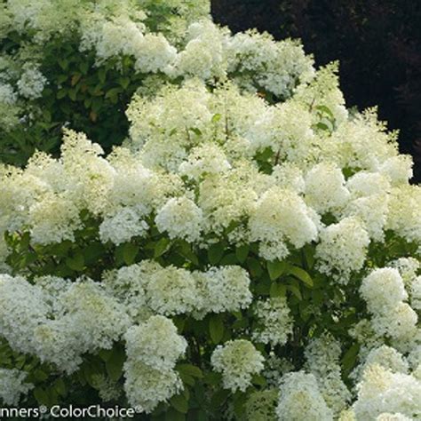 Everlasting Revolution Hydrangea