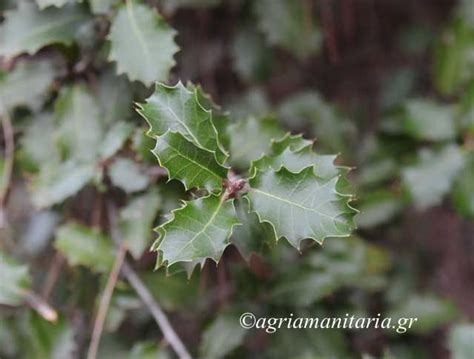 δεντρα και θαμνοι της ελλαδας Archives Page 2 Of 9 Άγρια Μανιτάρια Plant Leaves Plants