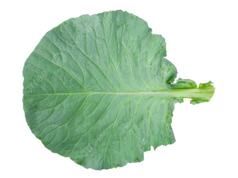Fresh Green Cabbage Leaf Photo Background And Picture For Free Download Pngtree