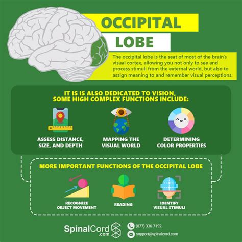 Occipital Lobe Function Location And Structure