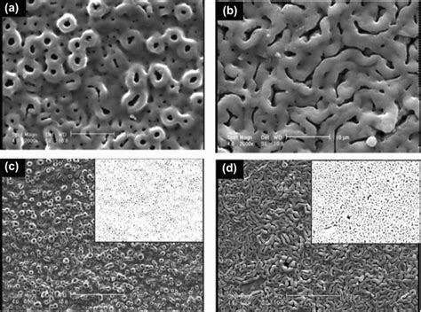 The Morphology Of The Oxide Layer Formed On The Surface Of A Cp Ti And