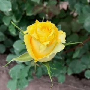 Питомник роз в Екатеринбурге - купить саженцы роз из питомника в ...