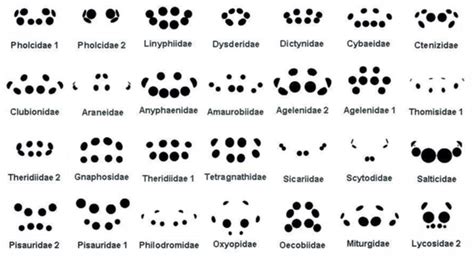 Spider Eye Pattern