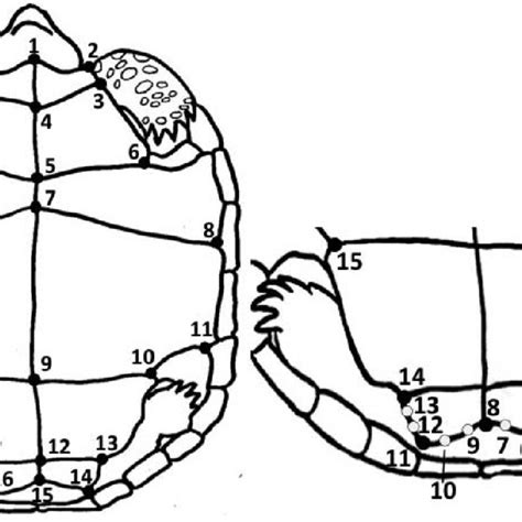 Illustration Of The Fixed Black Circles And Sliding White Circles