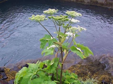 Cow Parsnip Nova Scotia Wilds Cow Parsnip Nova Scotia Wilds