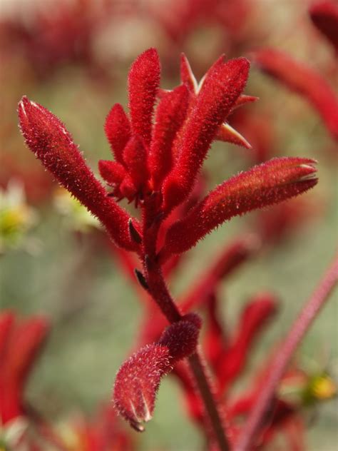 Anigozanthos Big Red Kangaroo Paw Tall Red