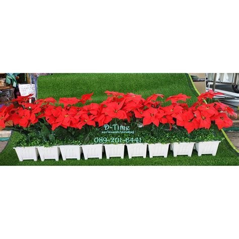 ต้นคริสต์มาสดอกสีแดง ต้นคริสต์มาสปลอม ต้นคริสต์มาสแดง ต้นคริสต์มาสใบแดง ดอกแดงสวย เสมือนของจริง