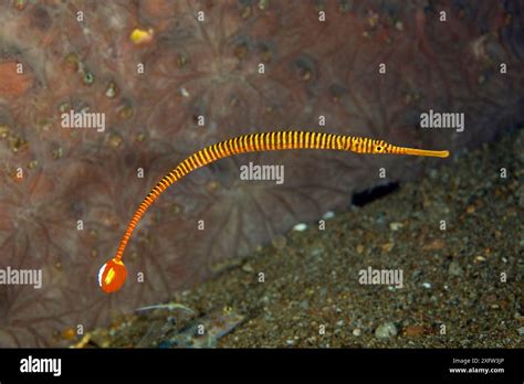 Yellow Ringed Banded Pipefish Dunckerocampus Pessuliferus Pura