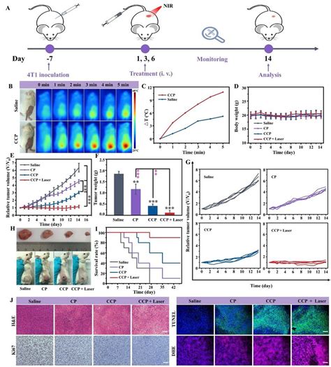 In Vivo Antitumor Evaluation Of Ccp Induced Synergistic Cdtptt A