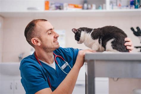 Feline Hyperesthesia Causes Symptoms Outlook And Treatment