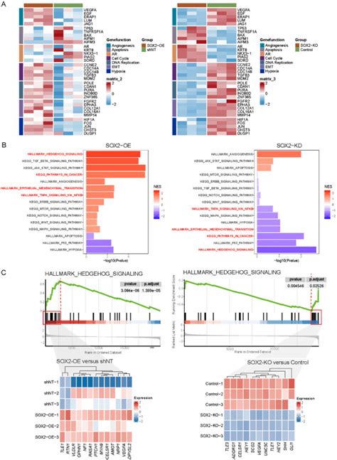 Sox2 Control Activation Of Dormant Prostate Cancer Cells In Bone Metastases By Promoting Ccne2