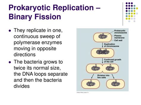 Ppt Molecular Genetics Powerpoint Presentation Free Download Id