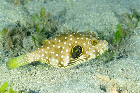 網紋多紀魨 OceanTag 學習網