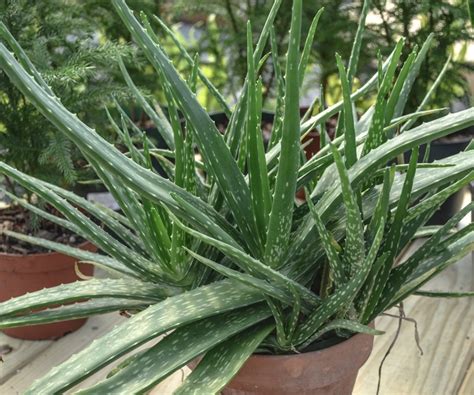 Aloe Barbadensis Aloe Vera The Flower Spot