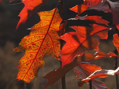 Amerikaanse Eik Quercus Rubra Ivn