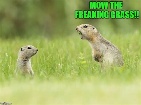 Gopher Memes And S Imgflip