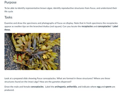Fucus Thallus