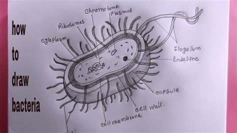 Schematic Diagram Of Bacteria Bacterial Structure Plantlet
