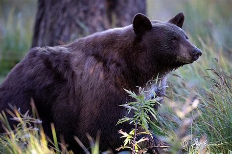 Lake Tahoe Photo Gallery Lake Tahoe Wildlife Multihued Black Bear
