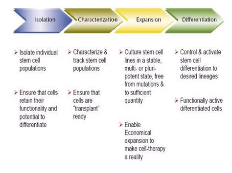 Introduction To Stem Cell Pptx
