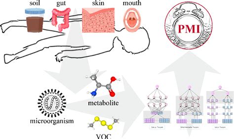 Figure 1 From Multimodal Approaches Based On Microbial Data For Accurate Postmortem Interval