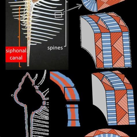 Schematic Illustrations Of Macroscopic Layers Of Whorls A Siphonal