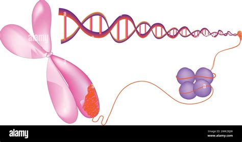 Nucleosome Stock Vector Images Alamy