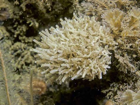 Calcarea Sponges Examples At Riley Saltau Blog