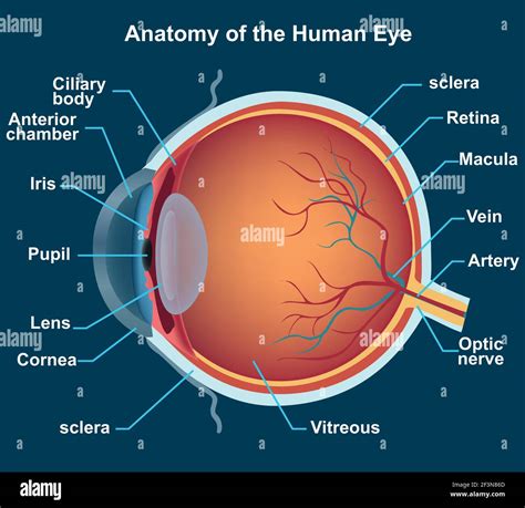 3d Eye Diagram