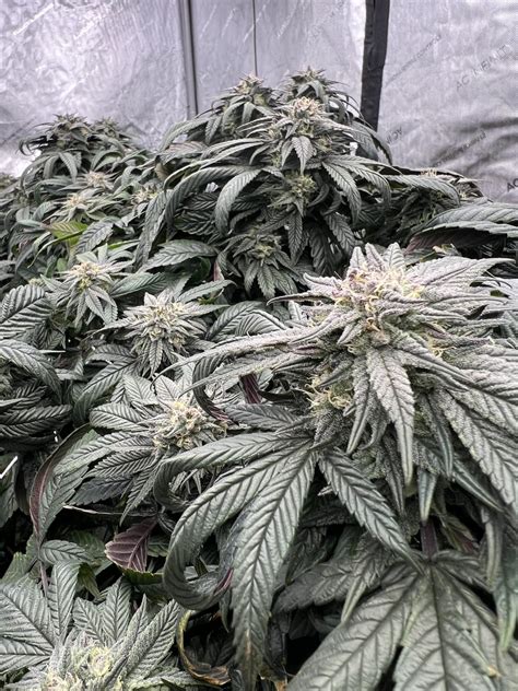 Aircubegrowery
