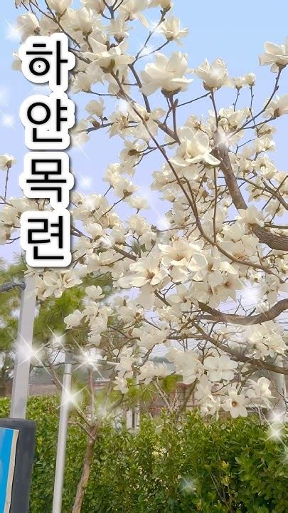 하얀목련 양희은 봄이오나봄 💗 3월27일 Youtube