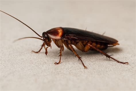 Cockroach Vs Palmetto Bug Whats The Difference Econ O Bug Pest