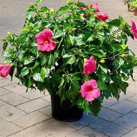 Hibiscus Tree