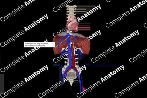 Intermediate Hepatic Vein Complete Anatomy
