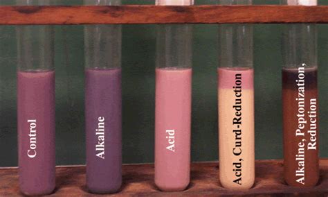 Lab Exam 2 Lab 13 Litmus Milk Flashcards Quizlet