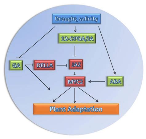 11 Model Of Hormonal Networks In Response To Drought Osmotic Stress