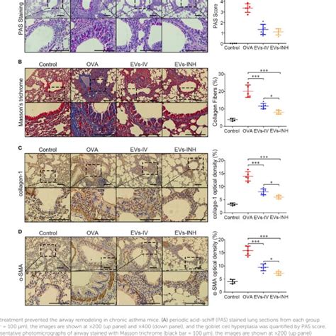 Construction Of Atomization Inhalation System For Mice A Atomization