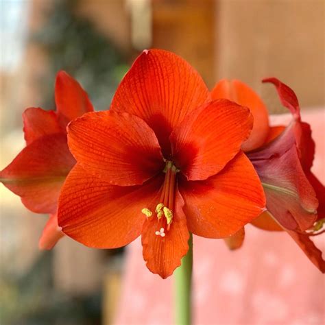 Orange Amaryllis Flower