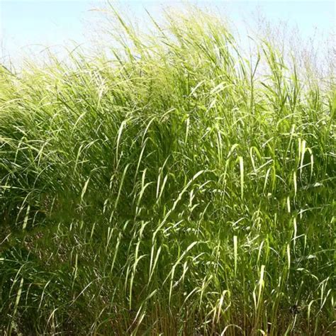 Sunburst Switchgrass Panicum Virgatum Seeds 4 6 Ft