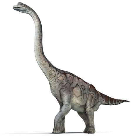 Brachiosaurus Fossil Herbivore Dinosaur Prehistoric Png