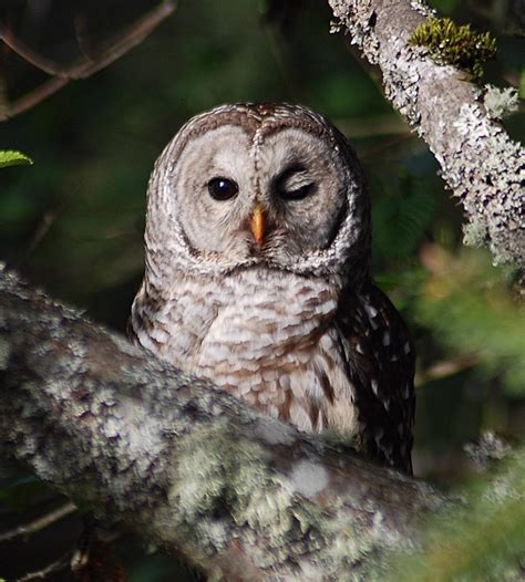 Barred Owl Facts Biological Science Picture Directory