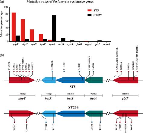 Major Mutations In St5 And St239 Fosfomycin Resistant S Aureus Download Scientific Diagram