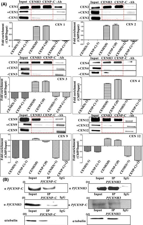 In Vivo Enrichment Of Pf Cenp C On The Plasmodium Centromeres And Its Download Scientific