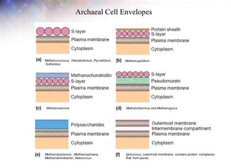 Microbial Systematics Lecture Finals Flashcards Quizlet